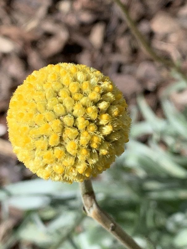 Pycnosorus globosus {Billy Buttons} | PlantUp