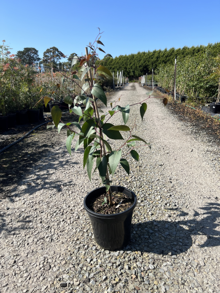 Our Products – Top Ten Trees